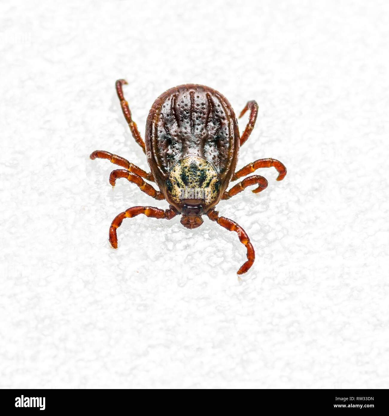 Encephalitis Virus or Lyme Disease Infected Tick Arachnid Insect Pest ...