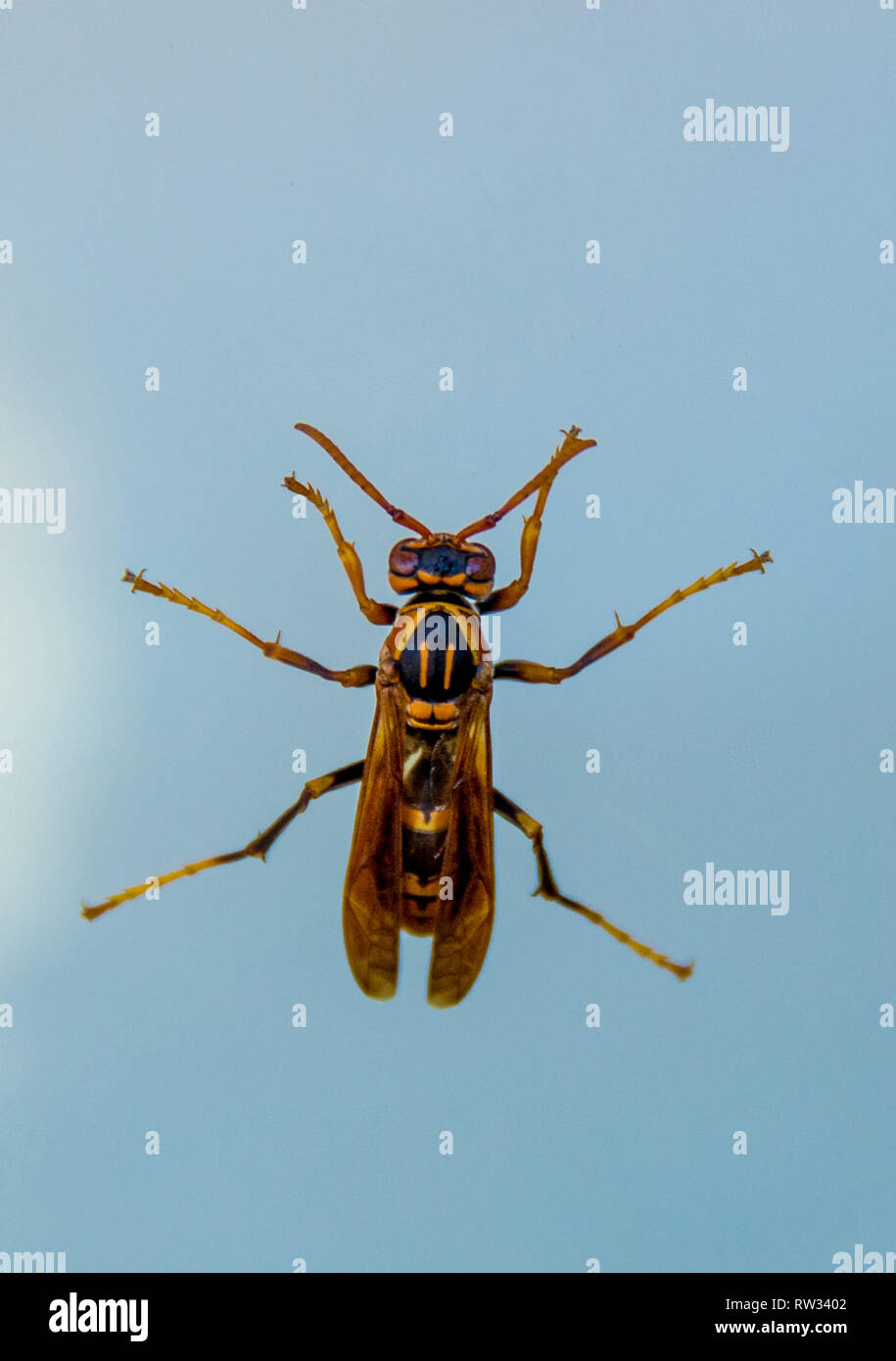 Asia, Japan, Kansai Region, Kyoto, wasp Stock Photo - Alamy