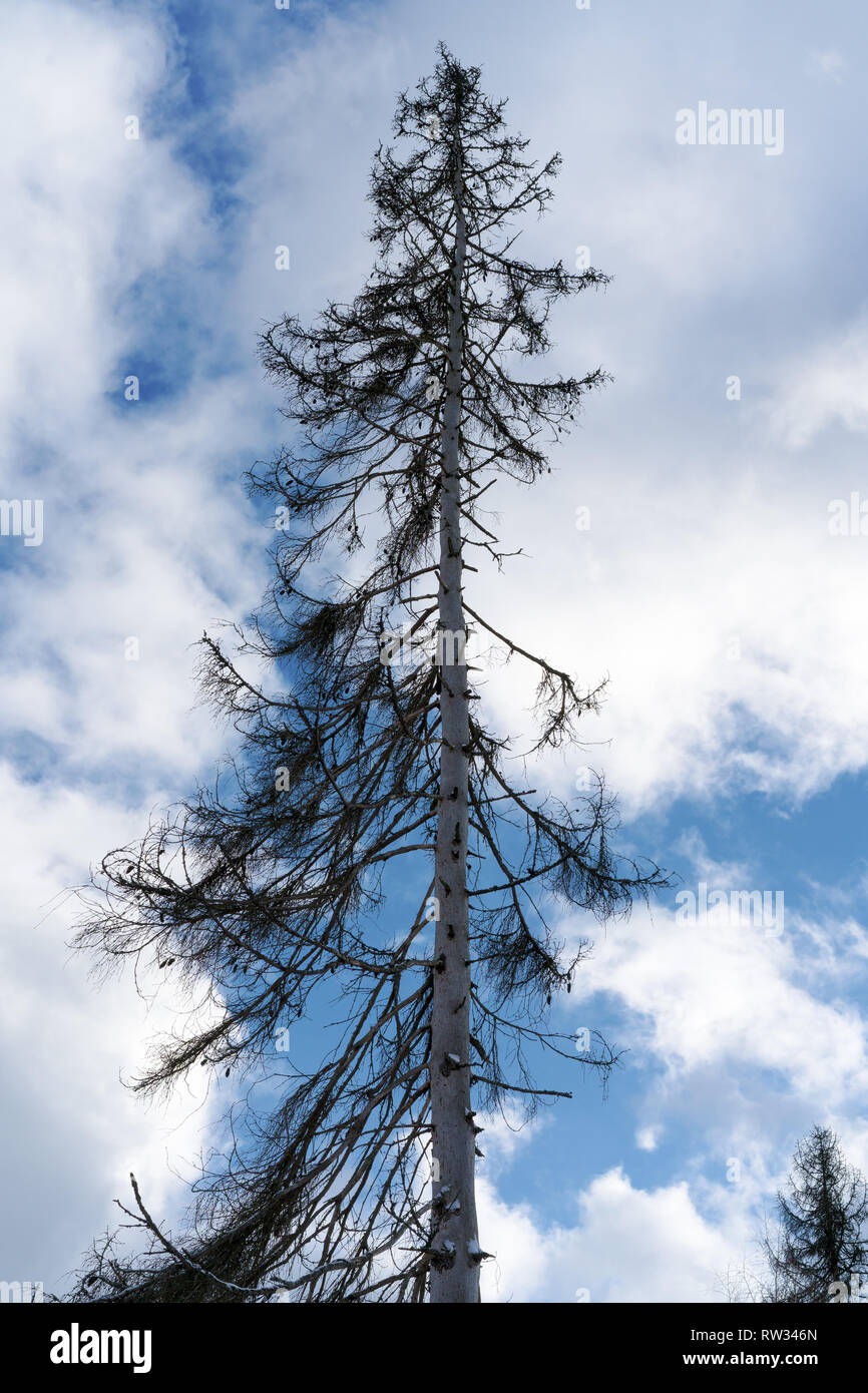 Damage on tree after the European spruce bark beetle (Ips typographus ...