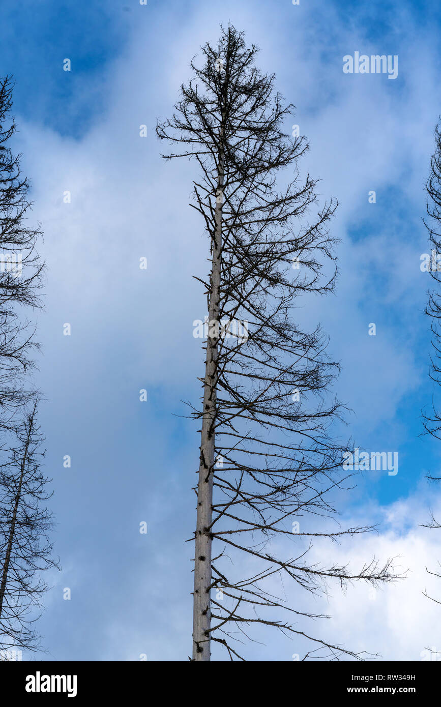 Damage on tree after the European spruce bark beetle (Ips typographus ...