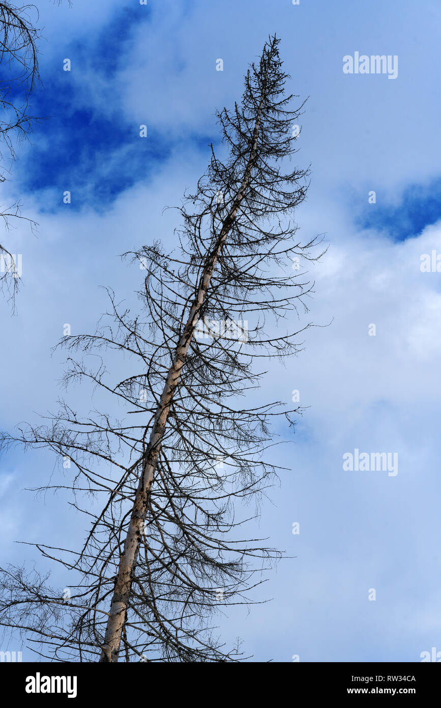 Spruce Bark Beetle High Resolution Stock Photography and Images - Alamy