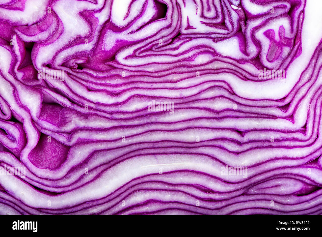 Purple cabbage cut as background. clearly visible texture of cabbage ...