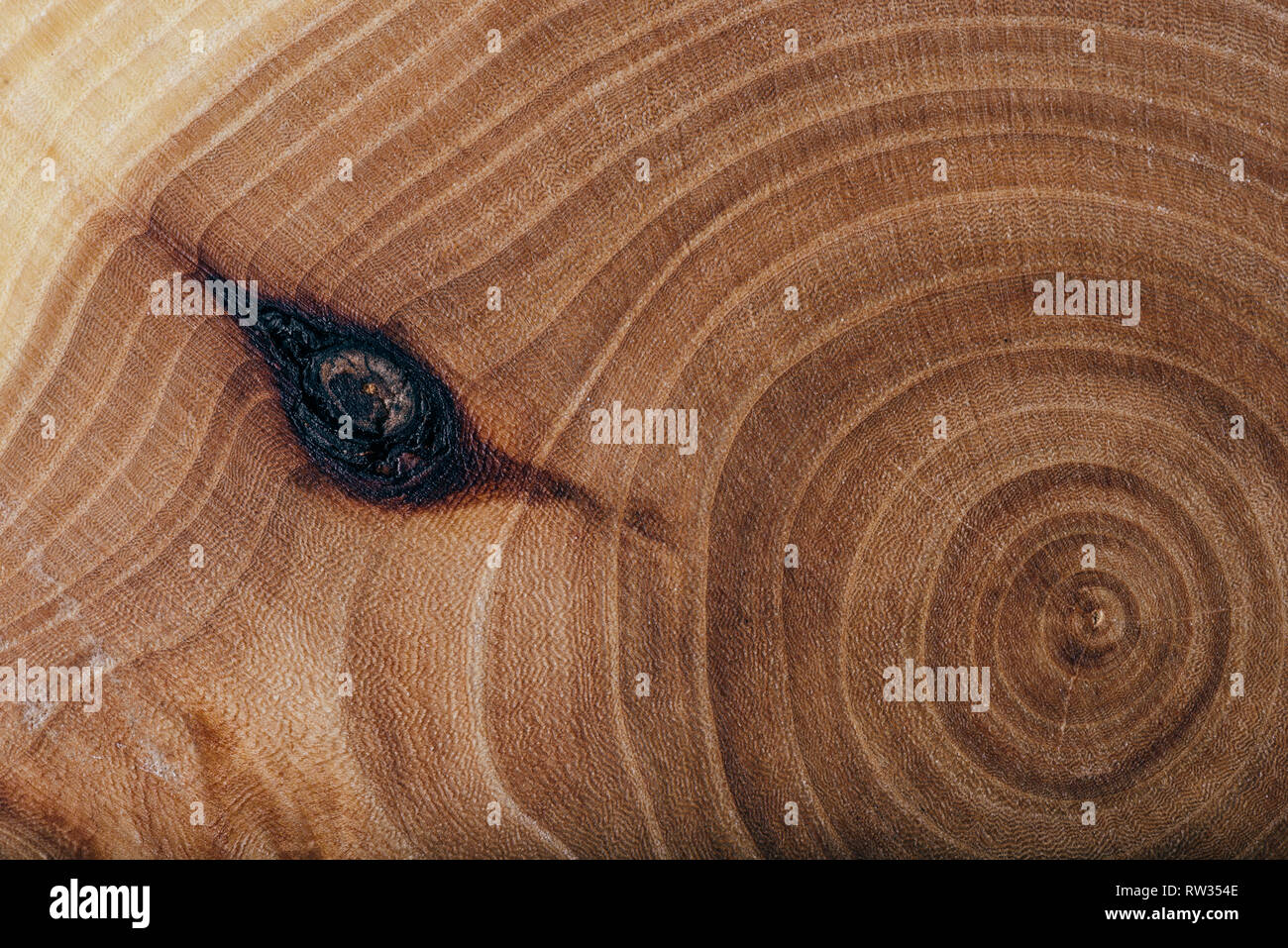 Ash wood slab texture with annual rings, background or wallpaper Stock ...