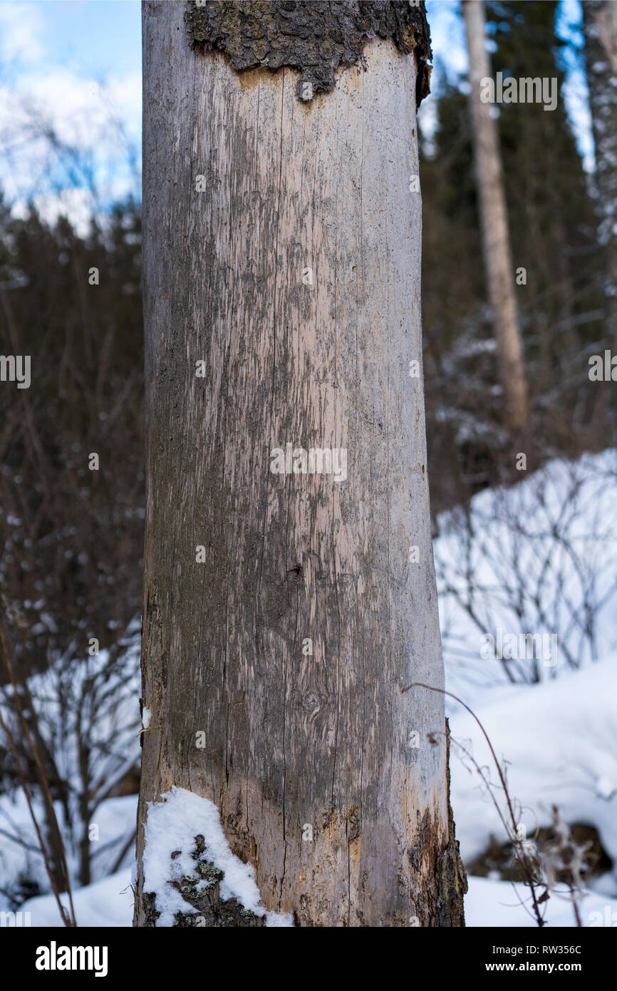 Damage on tree after the European spruce bark beetle (Ips typographus ...