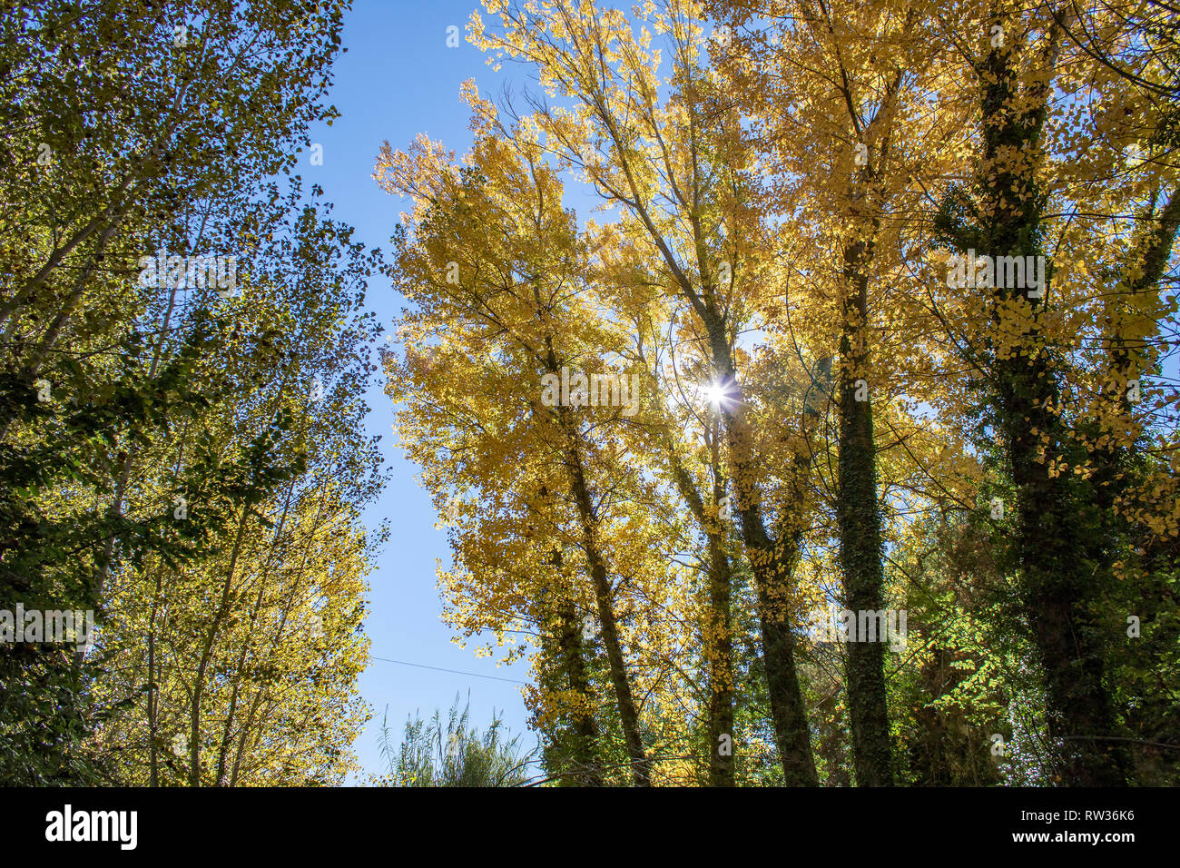 Populus nigra meadow hi-res stock photography and images - Alamy