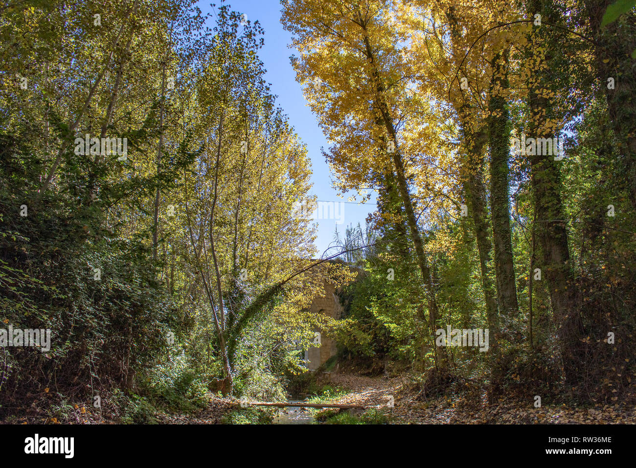 Autumn fog poplar trees hi-res stock photography and images - Alamy