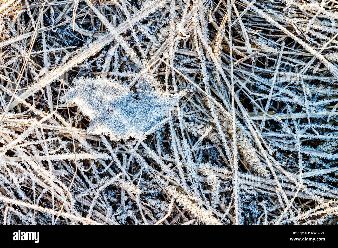 grass and leaves covered with spring frost, natural textures Stock ...