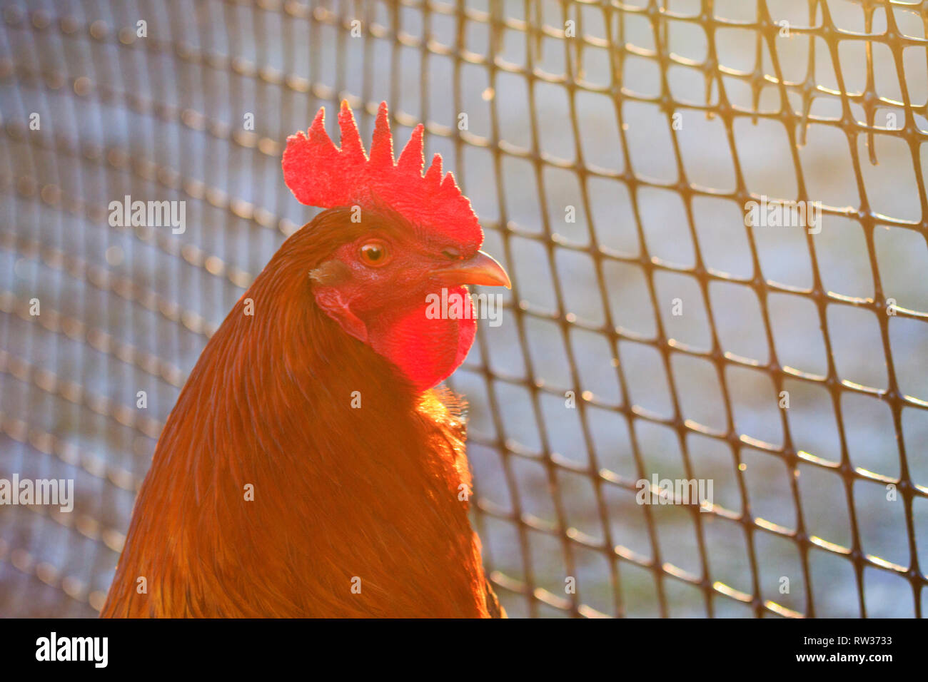 Real rooster hi-res stock photography and images - Alamy