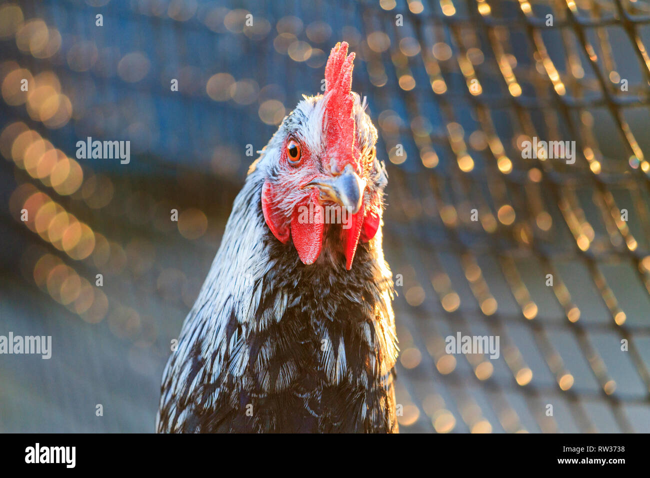 Real rooster hi-res stock photography and images - Alamy