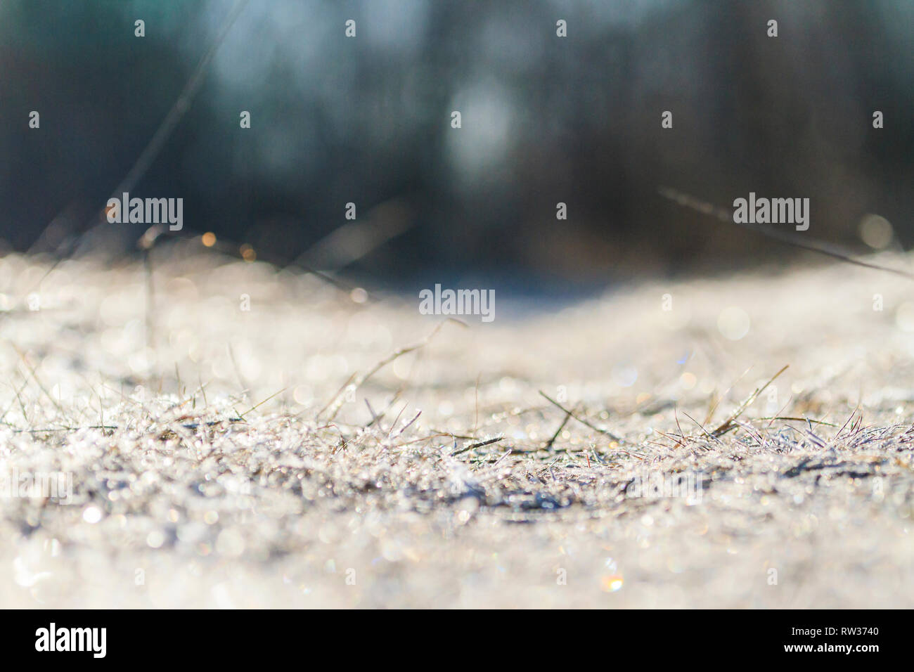 spring frosty sunny morning and grass in hoarfrost, natural textures ...