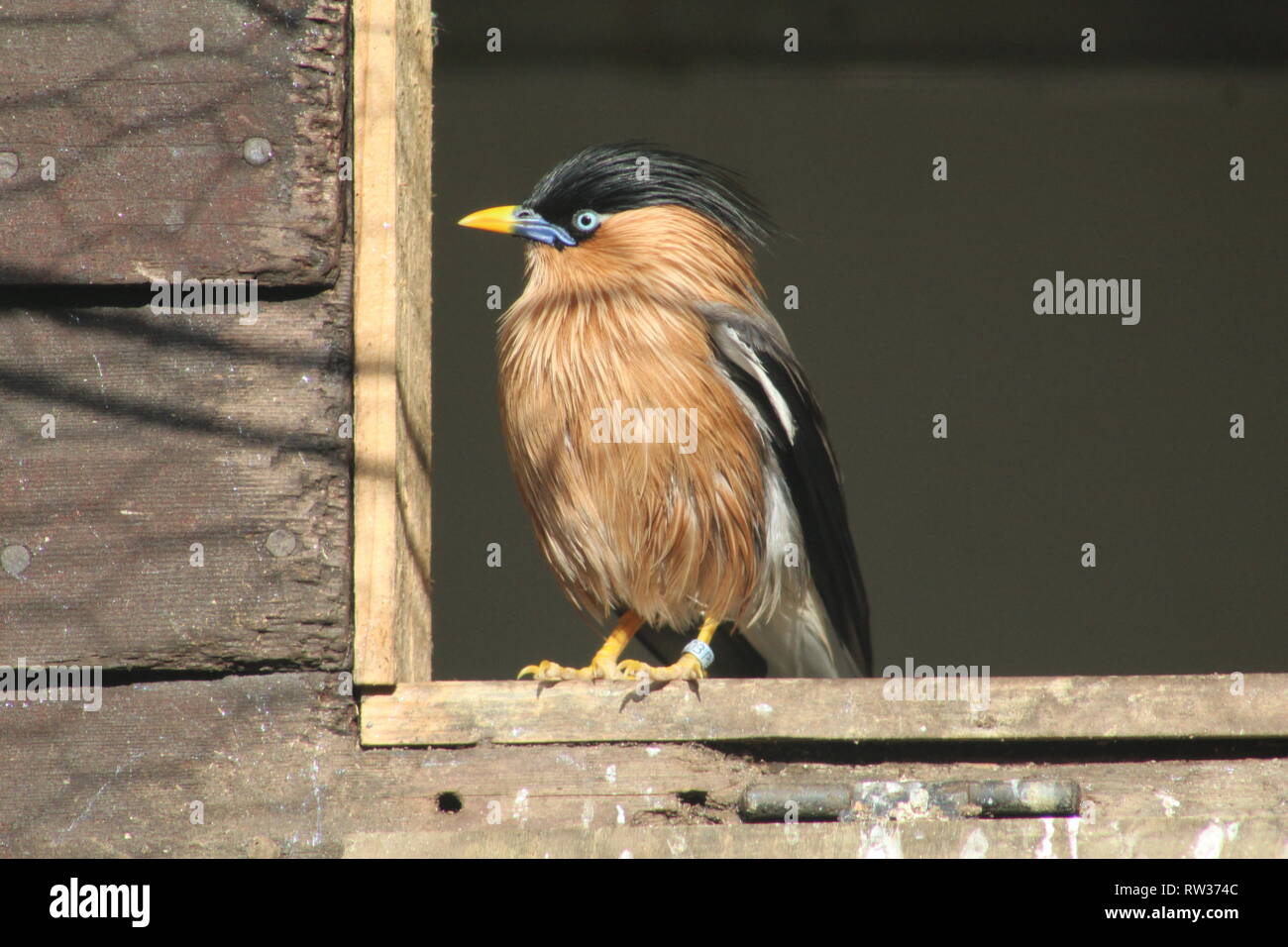 Bird World, Surrey Stock Photo - Alamy