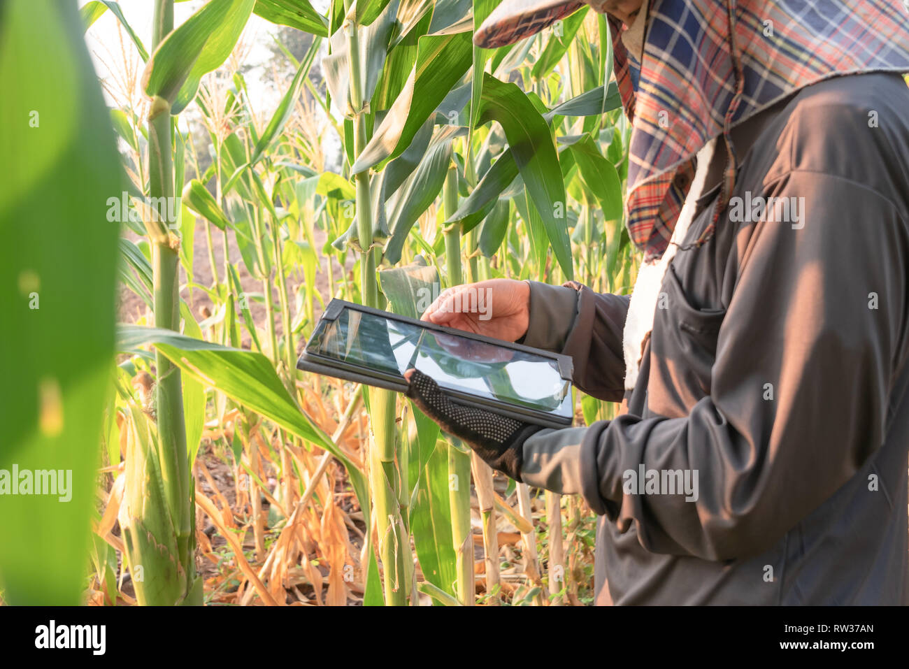 Farmer checking field report hi-res stock photography and images - Alamy