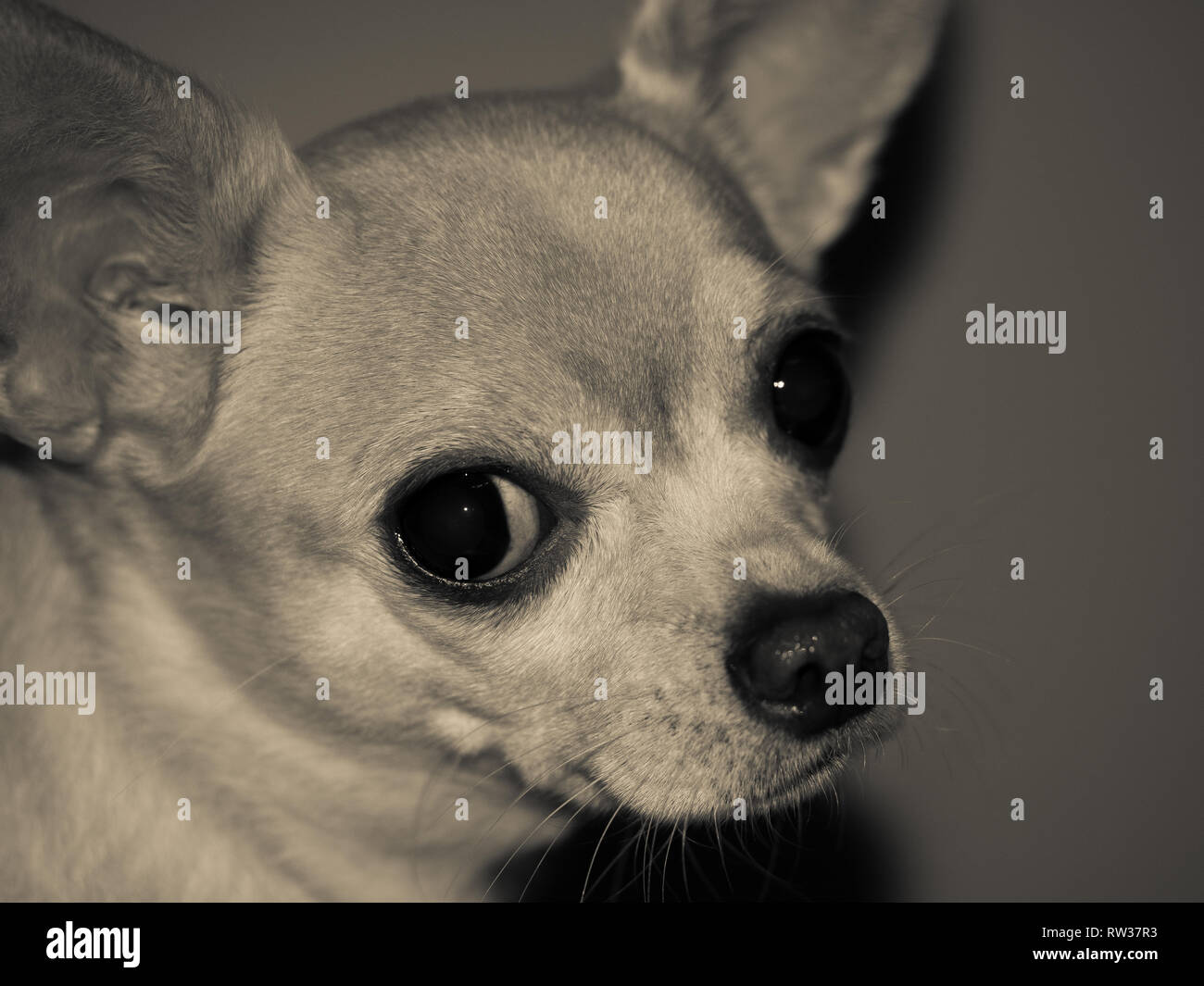 Chihuahua Head High Resolution Stock Photography and Images - Alamy