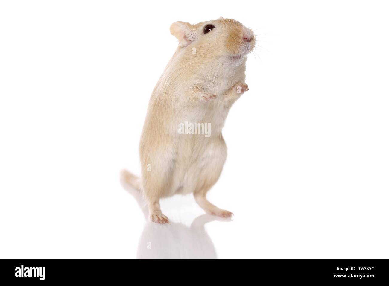 Beige gerbil hi-res stock photography and images - Alamy