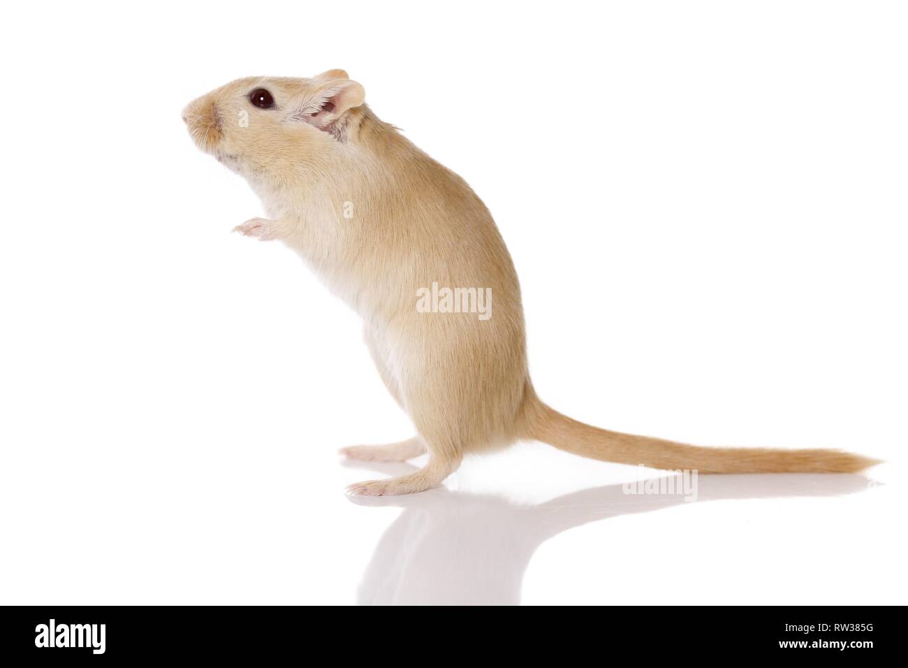 Gerbil standing up hi-res stock photography and images - Alamy