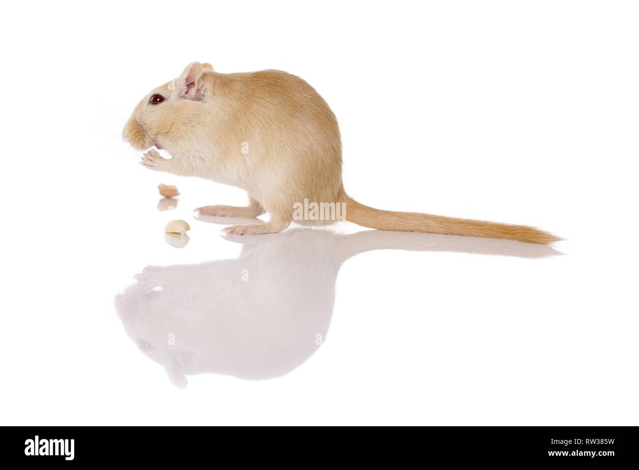 Mongolian mouse Cut Out Stock Images & Pictures - Alamy