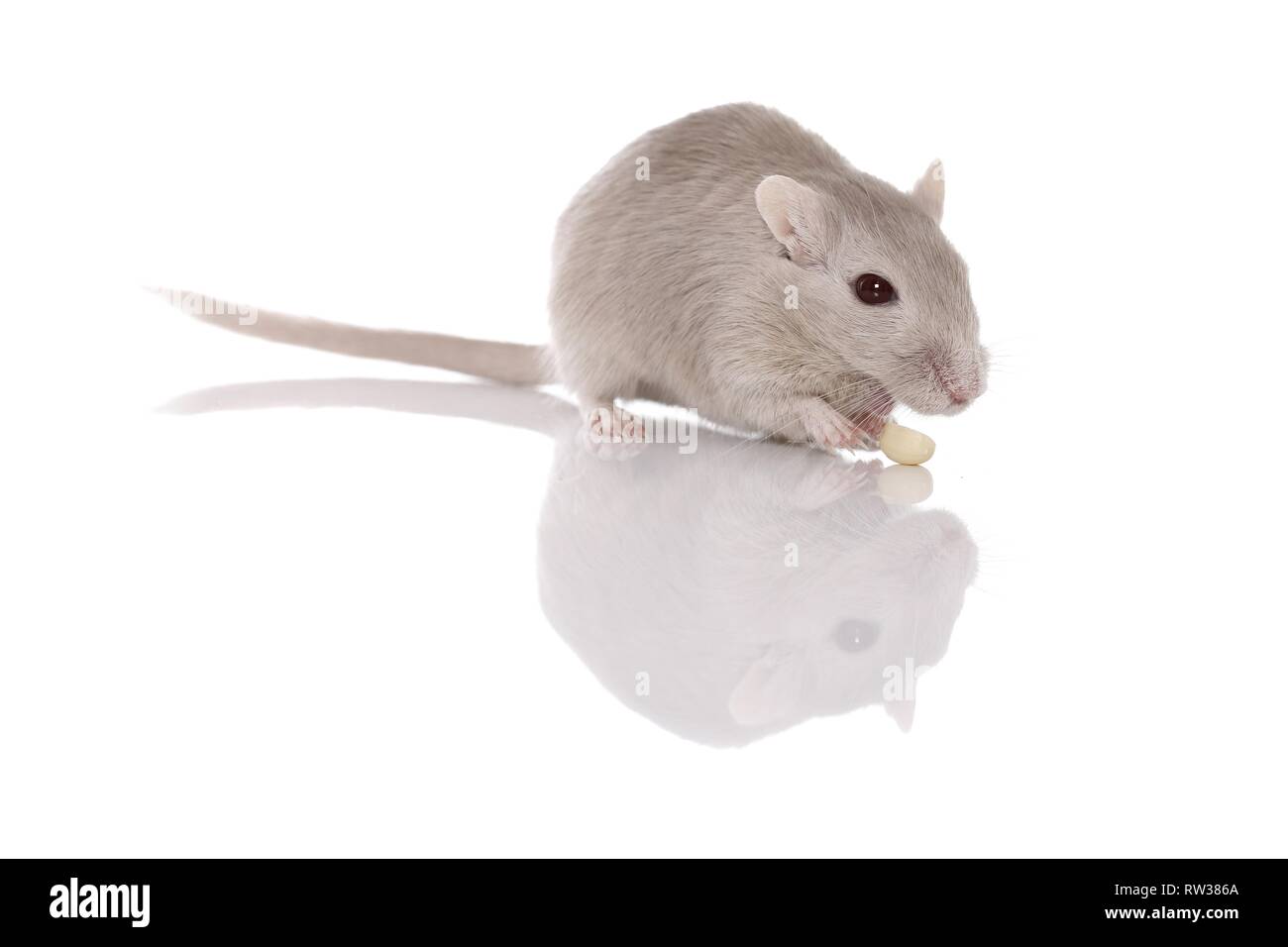 Gerbil Cut Out Stock Images & Pictures - Alamy