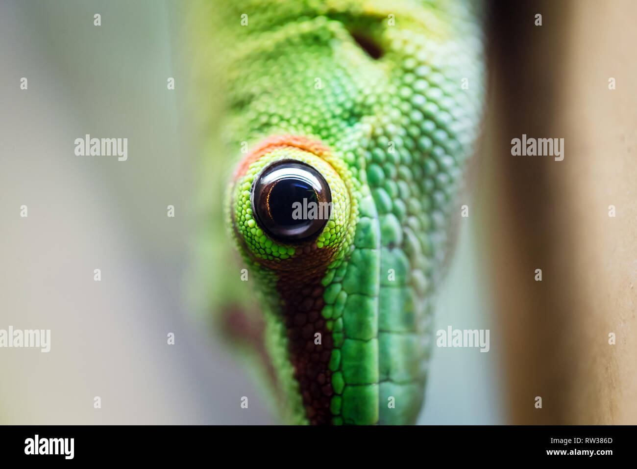Reptile close up hi-res stock photography and images - Alamy