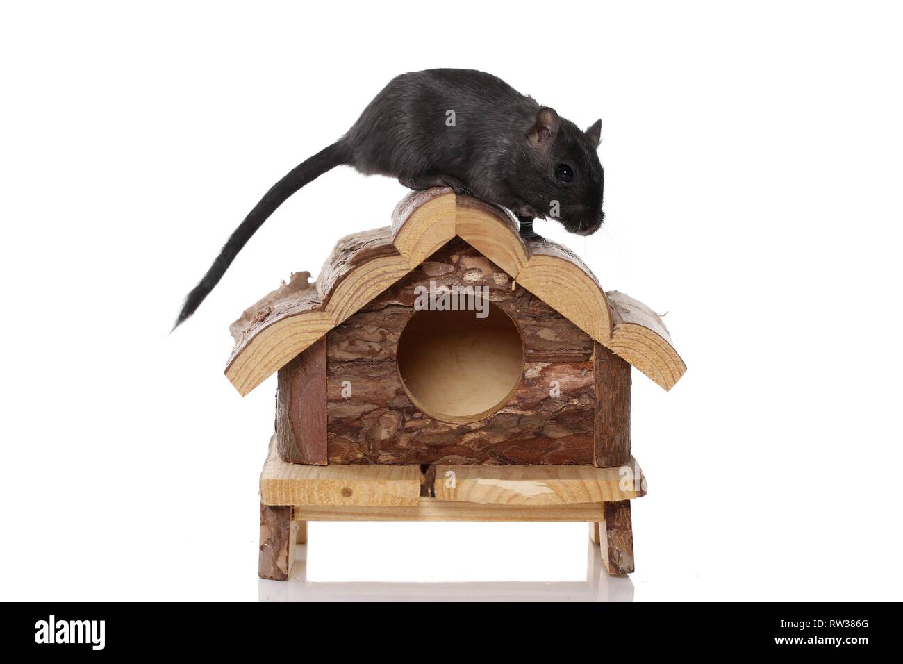 Gerbil house hi-res stock photography and images - Alamy