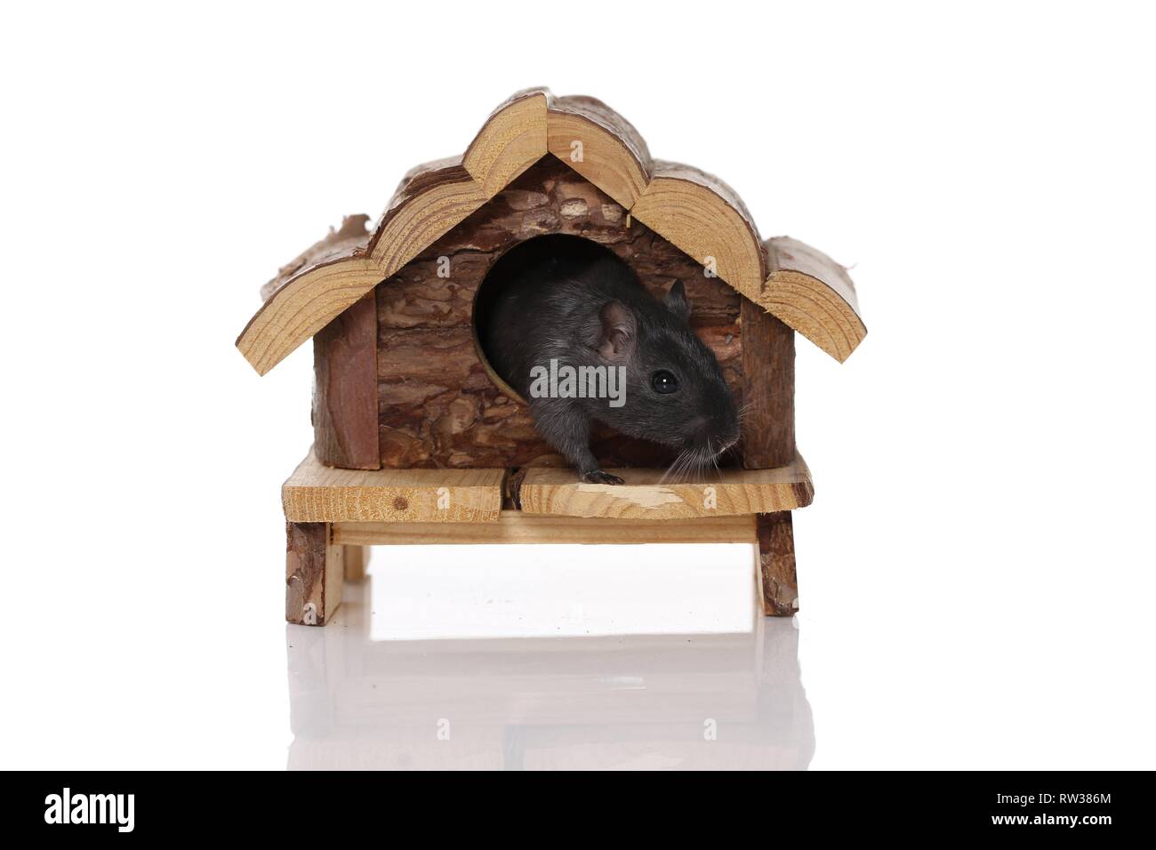 Gerbil house hi-res stock photography and images - Alamy