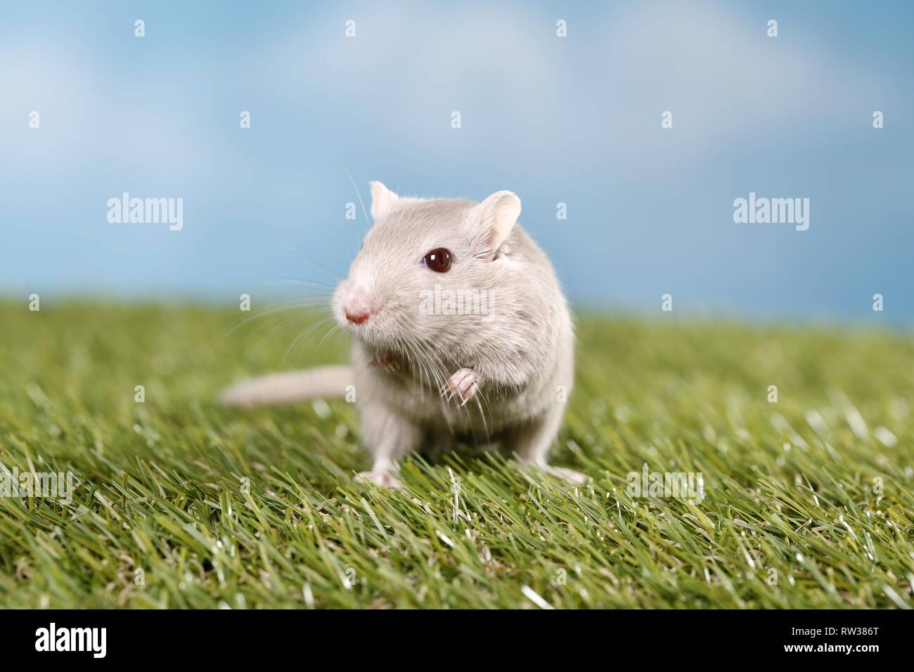Gerbil standing up hi-res stock photography and images - Alamy