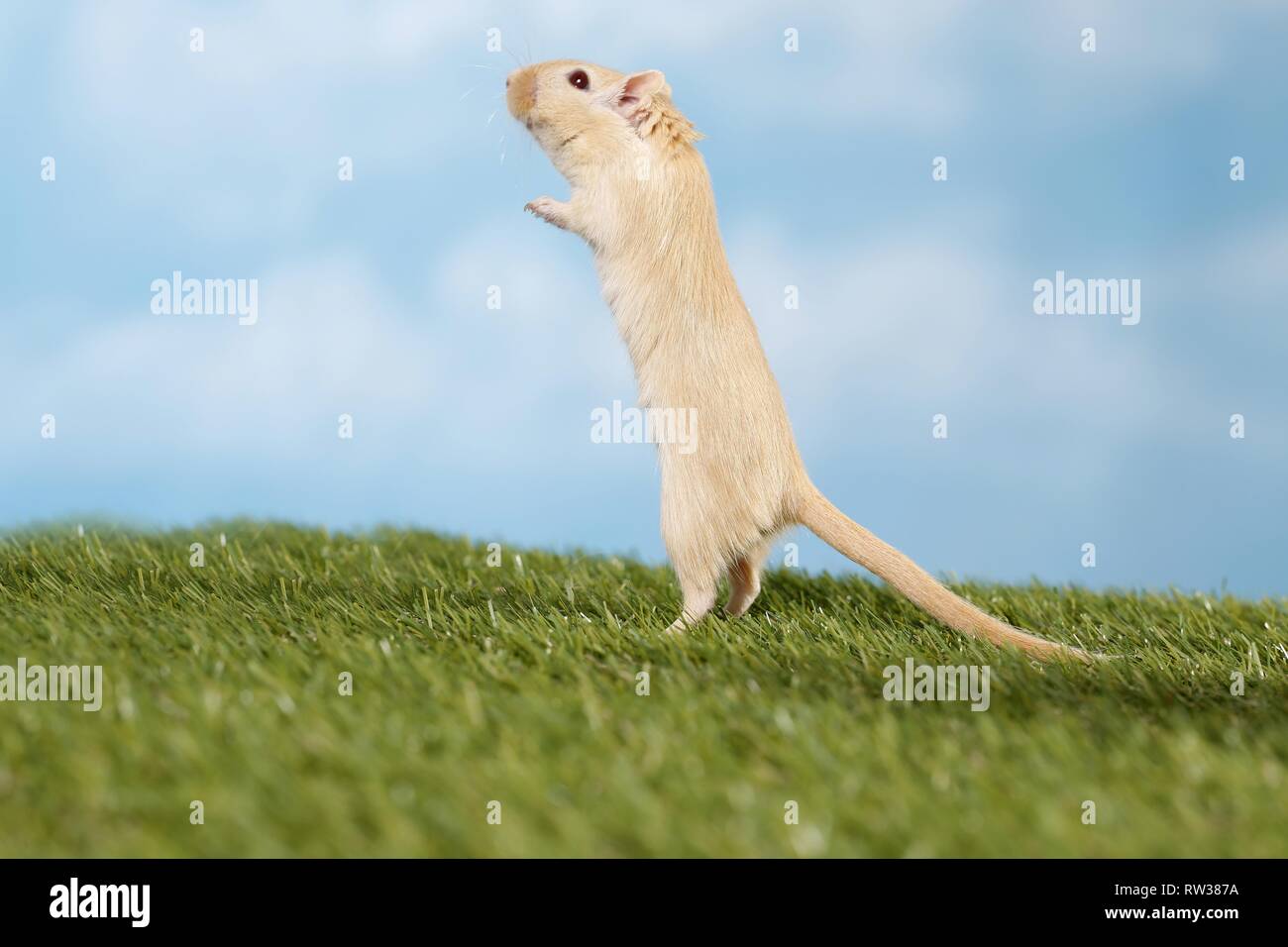 Gerbil standing up hi-res stock photography and images - Alamy