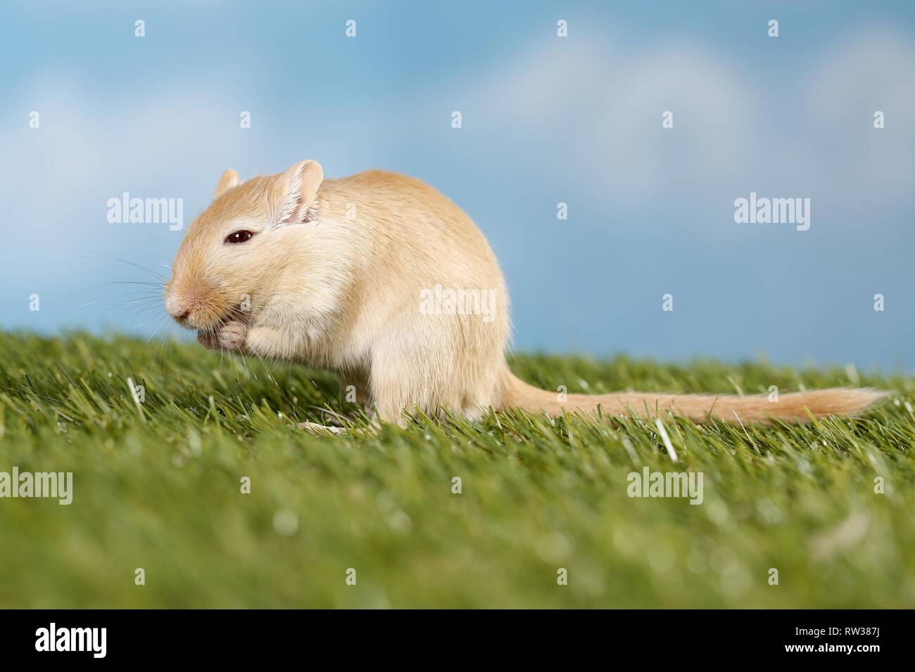 Gerbil standing up hi-res stock photography and images - Alamy