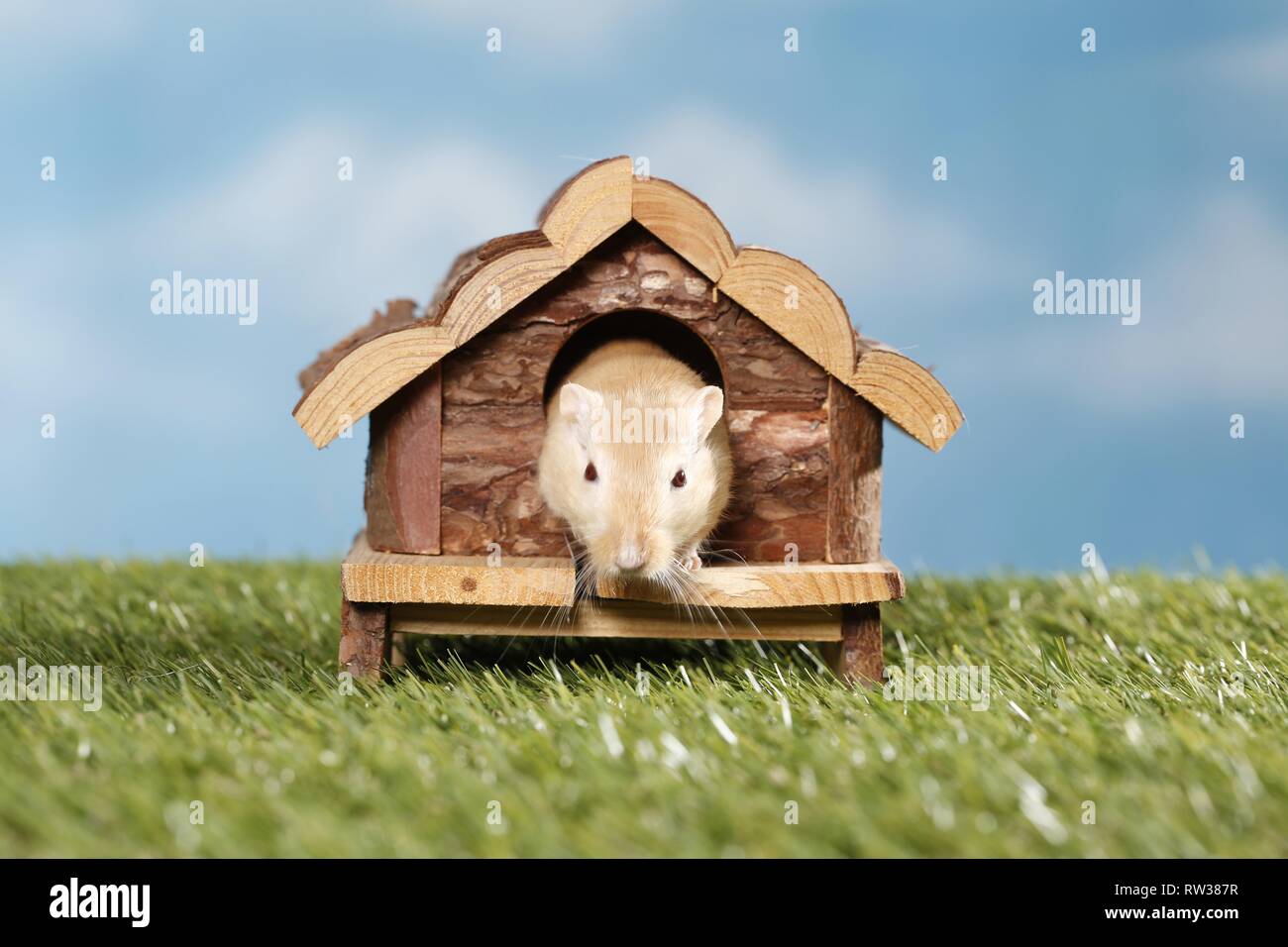 Mongolian house pet hi-res stock photography and images - Alamy