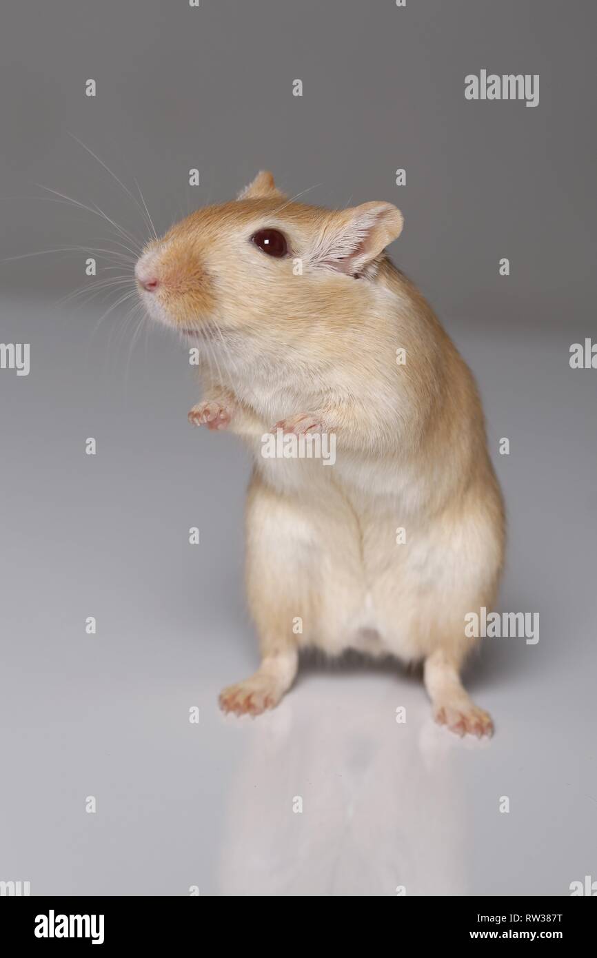 Beige gerbil hi-res stock photography and images - Alamy
