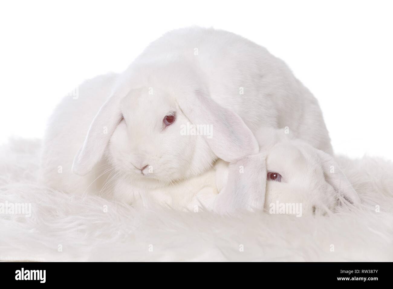 Mini Lop Rabbits High Resolution Stock Photography and Images - Alamy