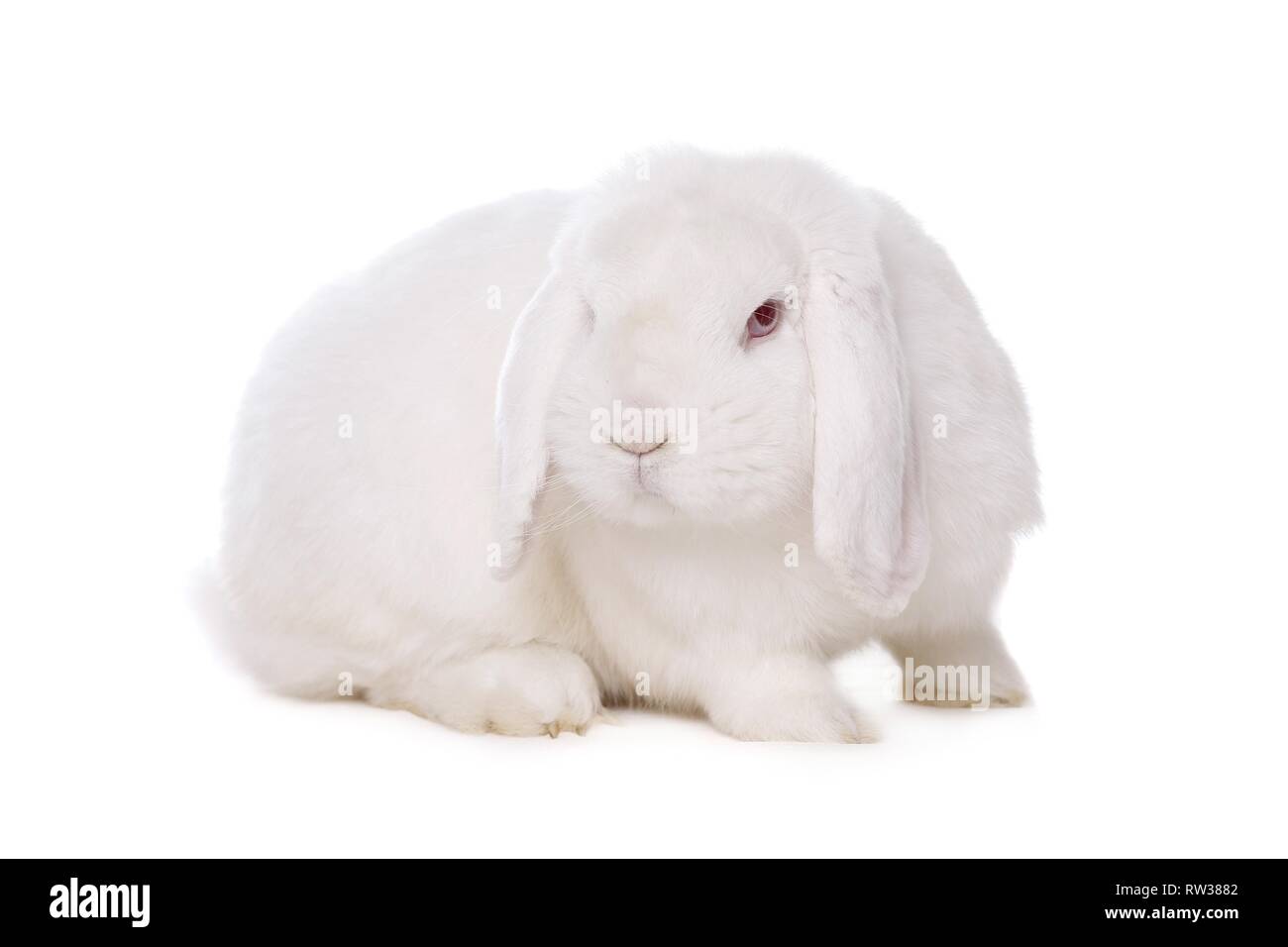 Side view mini lop rabbit hi-res stock photography and images - Alamy