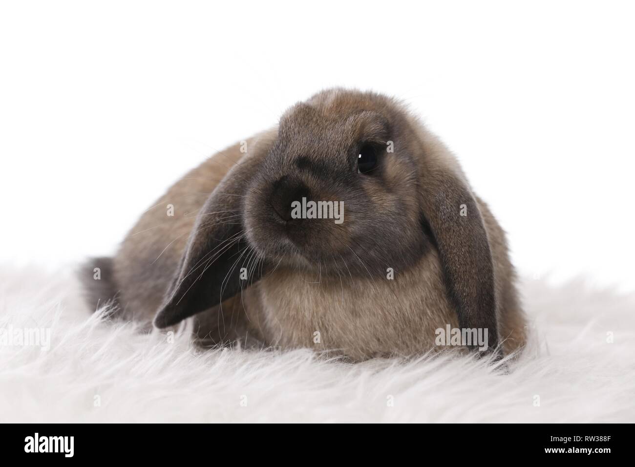Mini lop ear rabbit hi-res stock photography and images - Alamy