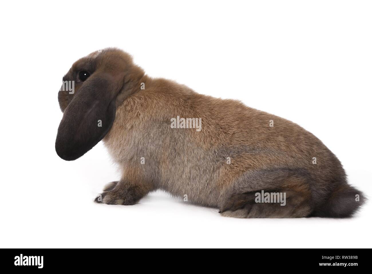 Side view mini lop rabbit hi-res stock photography and images - Alamy