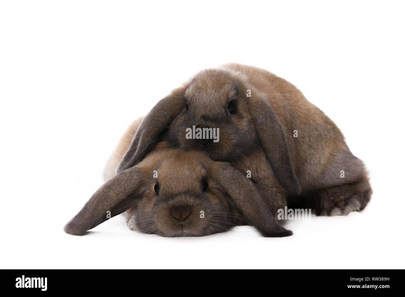 Mini lop ear rabbit Cut Out Stock Images & Pictures - Alamy