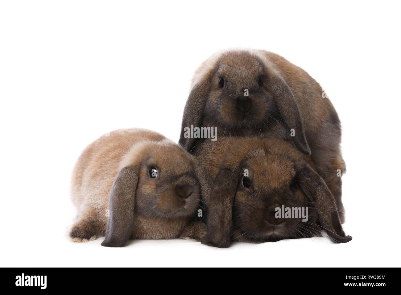 Mini lop ear rabbit Cut Out Stock Images & Pictures - Alamy