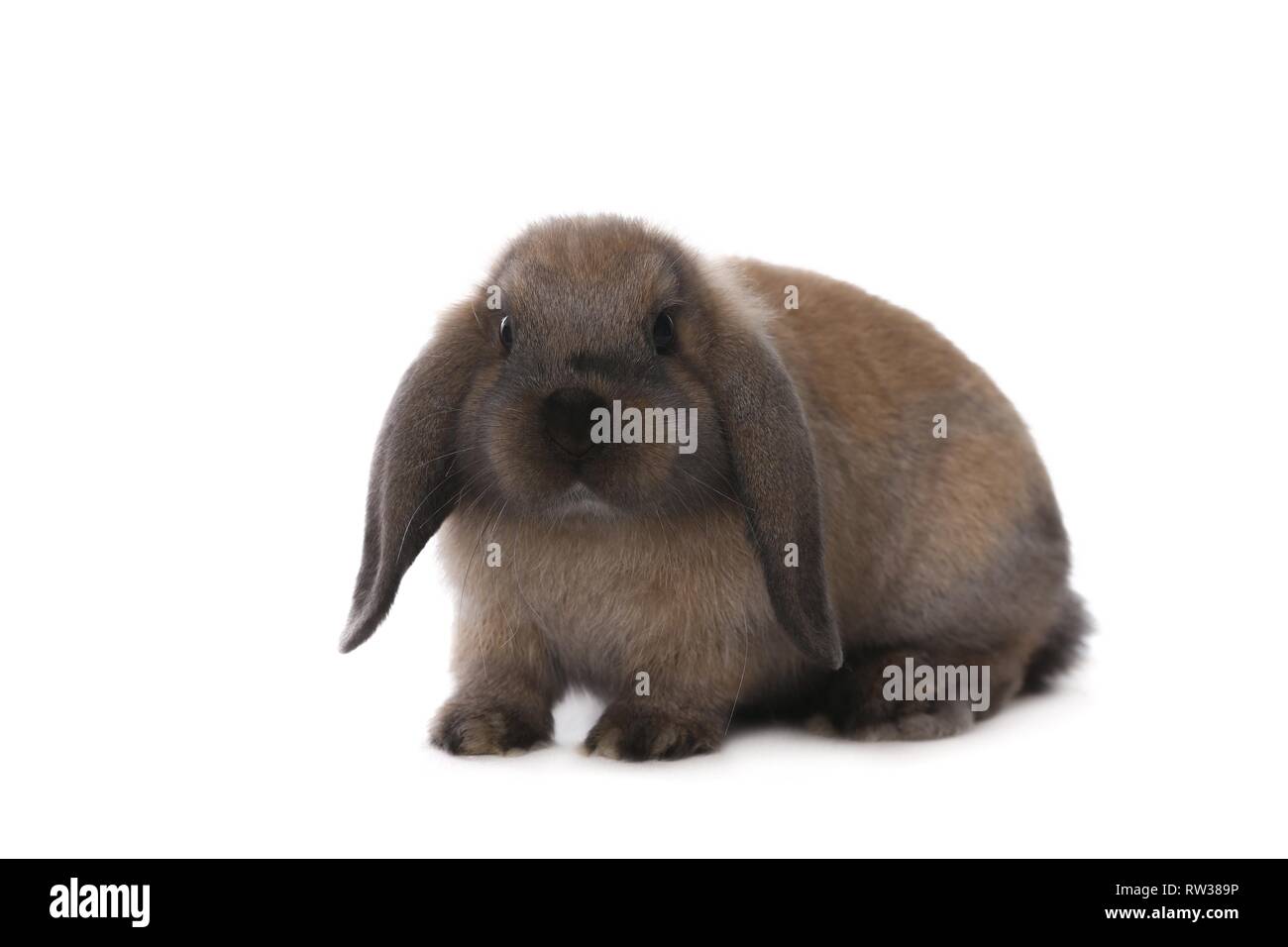 Mini lop ear rabbit hi-res stock photography and images - Alamy