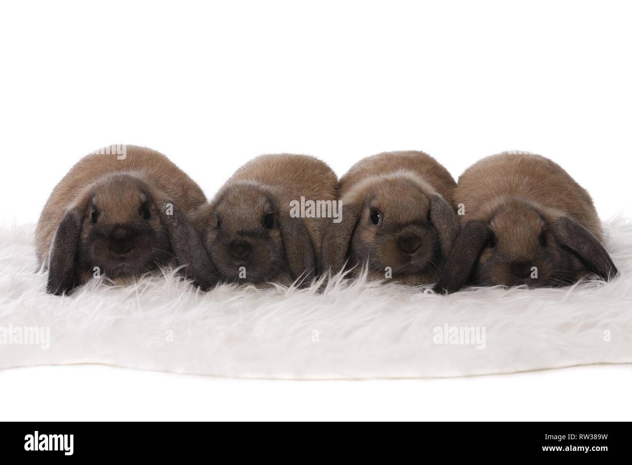 Mini lop ear rabbit hi-res stock photography and images - Alamy