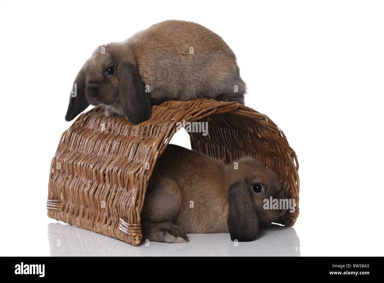Side view mini lop rabbit hi-res stock photography and images - Alamy