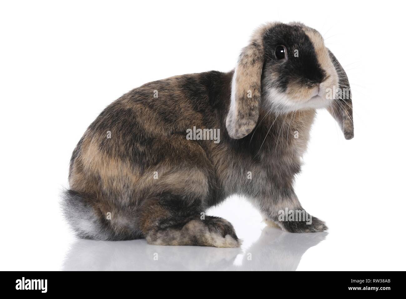 Dwarf lop eared rabbit sitting hi-res stock photography and images - Alamy