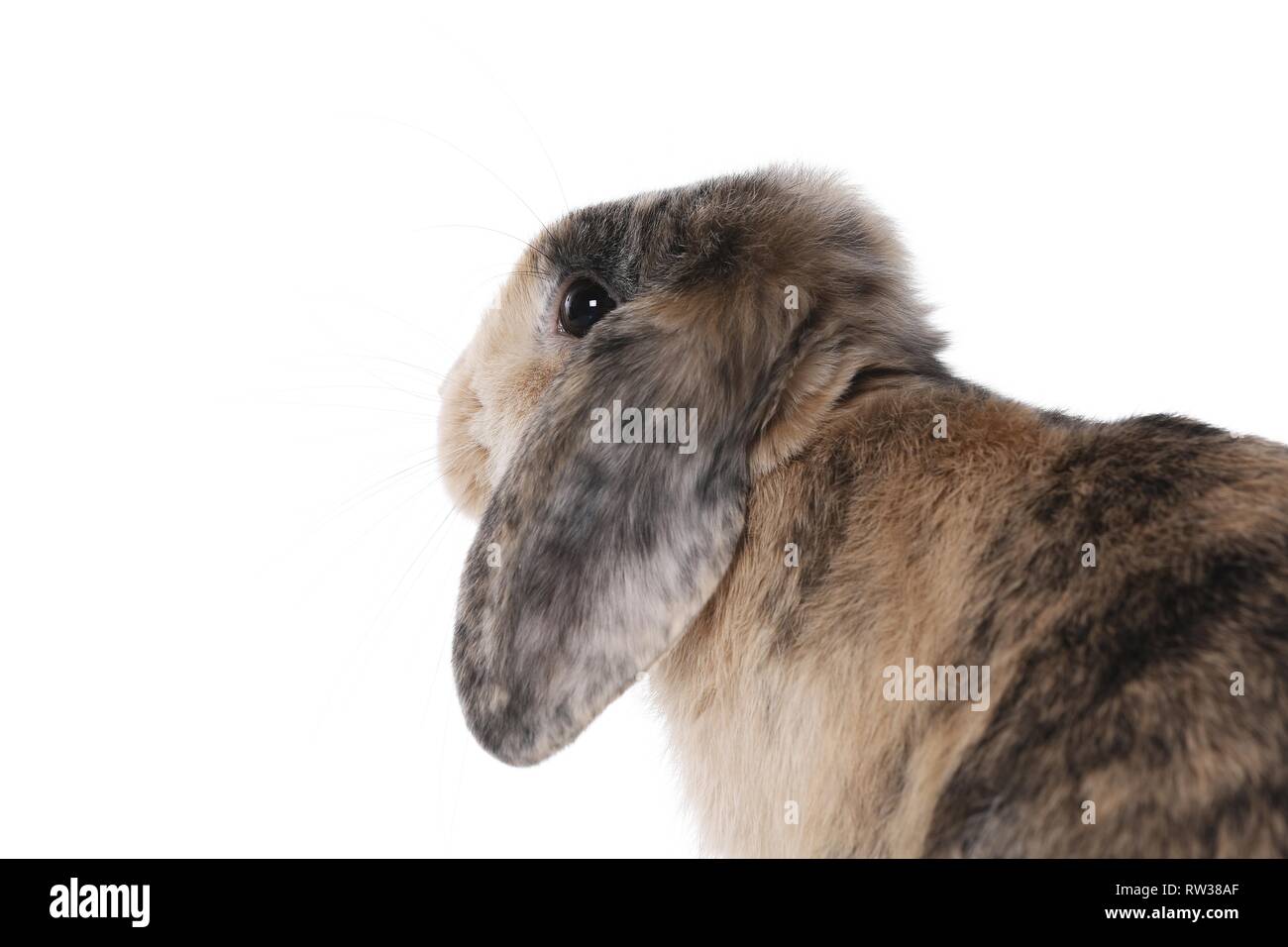 Side view mini lop rabbit hi-res stock photography and images - Alamy