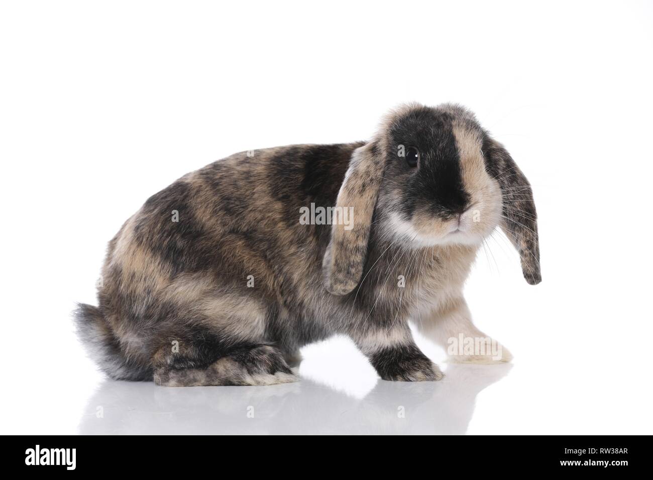 Side view mini lop rabbit hi-res stock photography and images - Alamy