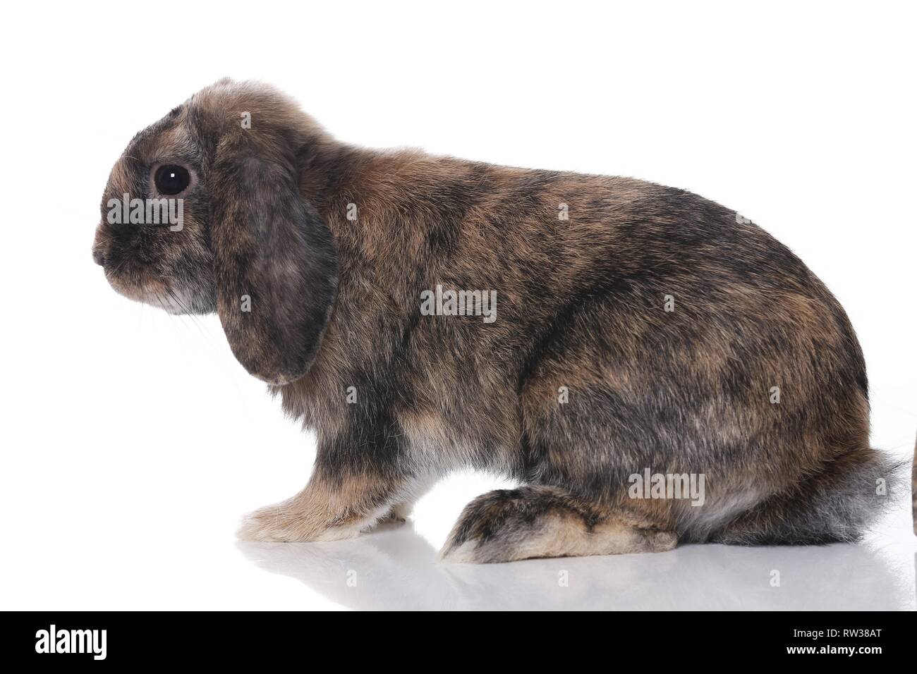 Side view mini lop rabbit hi-res stock photography and images - Alamy