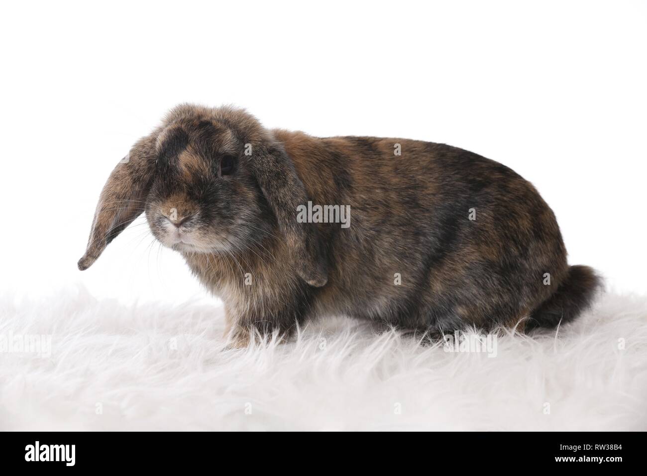 Side view mini lop rabbit hi-res stock photography and images - Alamy