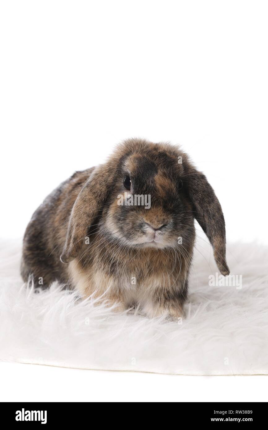 Mini lop ear rabbit hi-res stock photography and images - Alamy