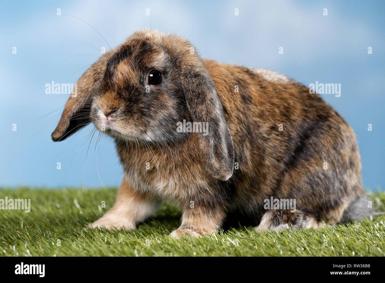 Side view mini lop rabbit hi-res stock photography and images - Alamy
