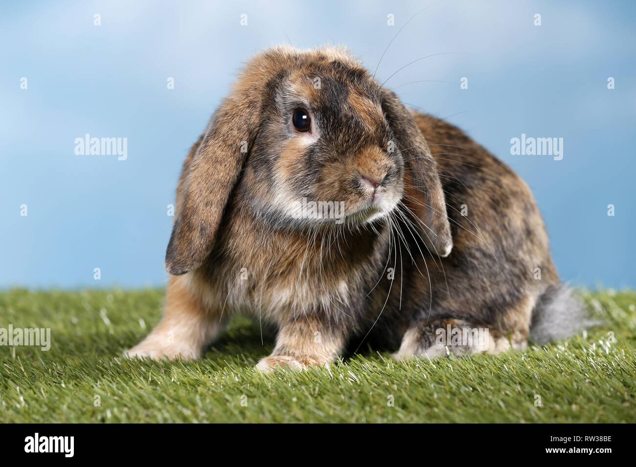 Dwarf cotton hi-res stock photography and images - Alamy