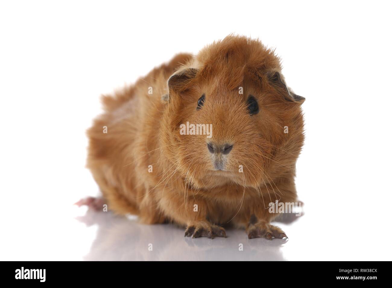 Abyssinian guinea pig Stock Photo - Alamy
