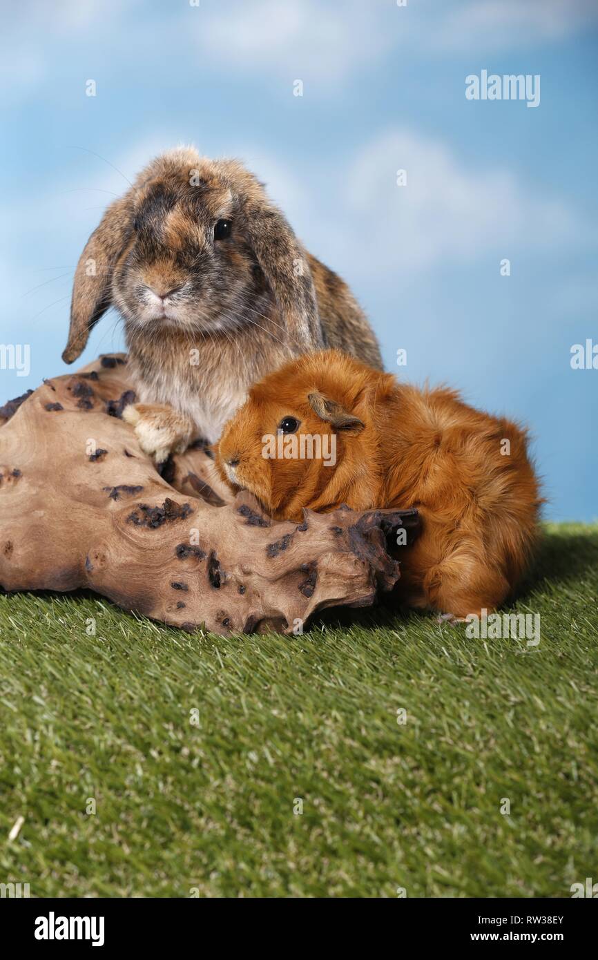 Lop eared rabbit and guinea pig hi-res stock photography and images - Alamy