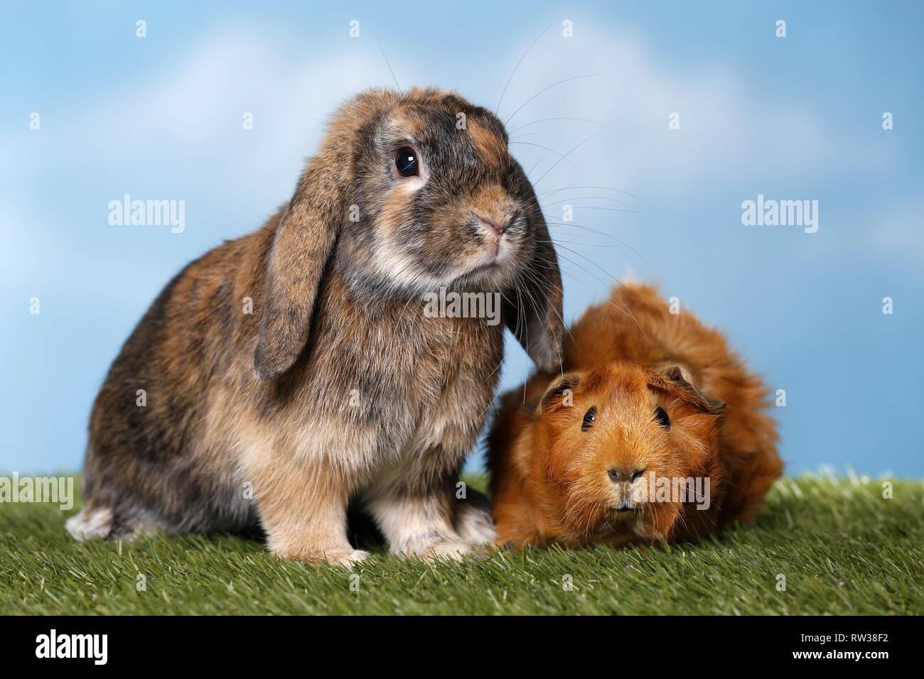 rabbit and guinea pig Stock Photo - Alamy