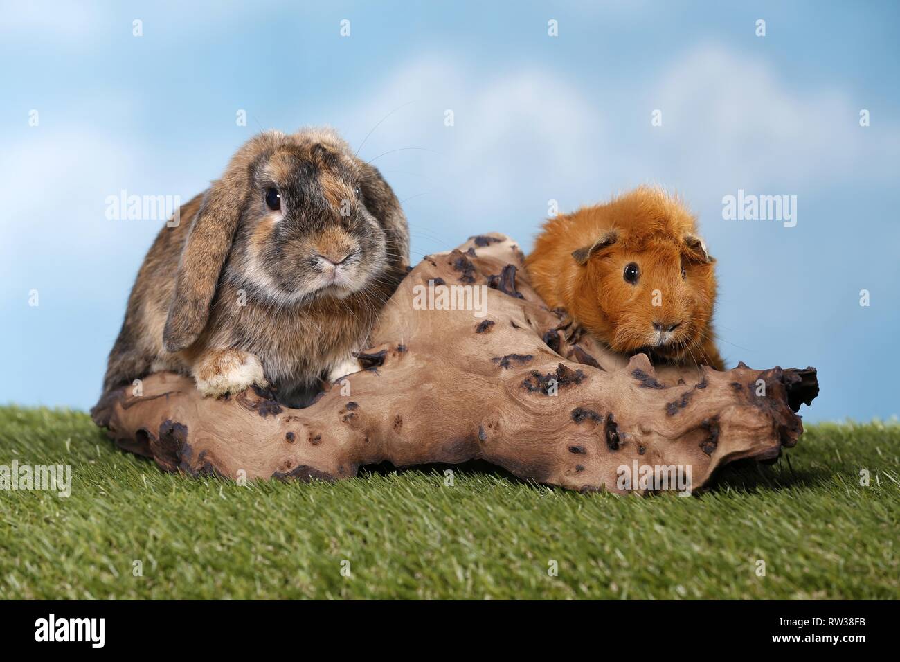 Pig with floppy ears hi-res stock photography and images - Alamy